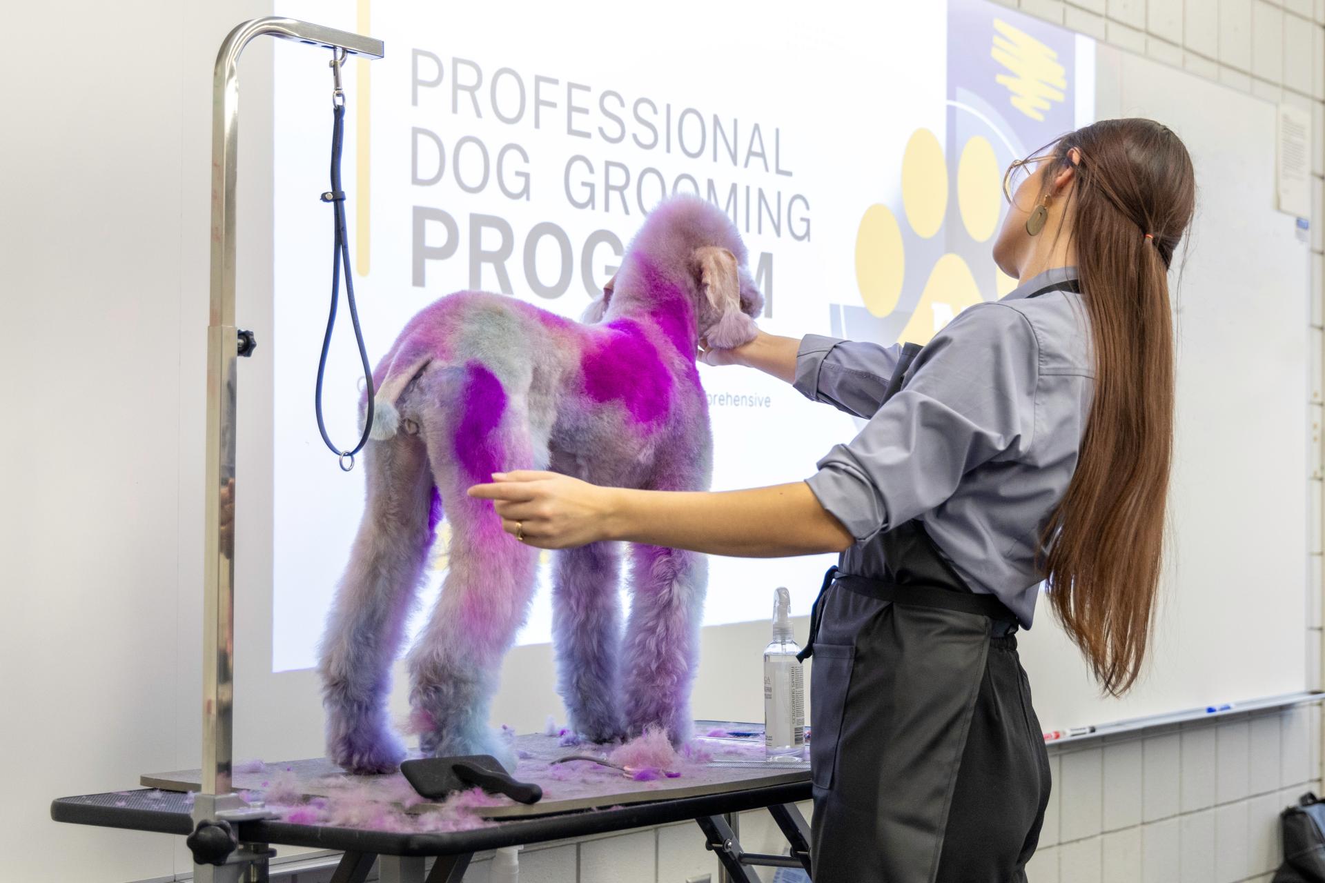 Itching for a New Career? GateWay Launching Professional Dog Grooming Program in Partnership ...